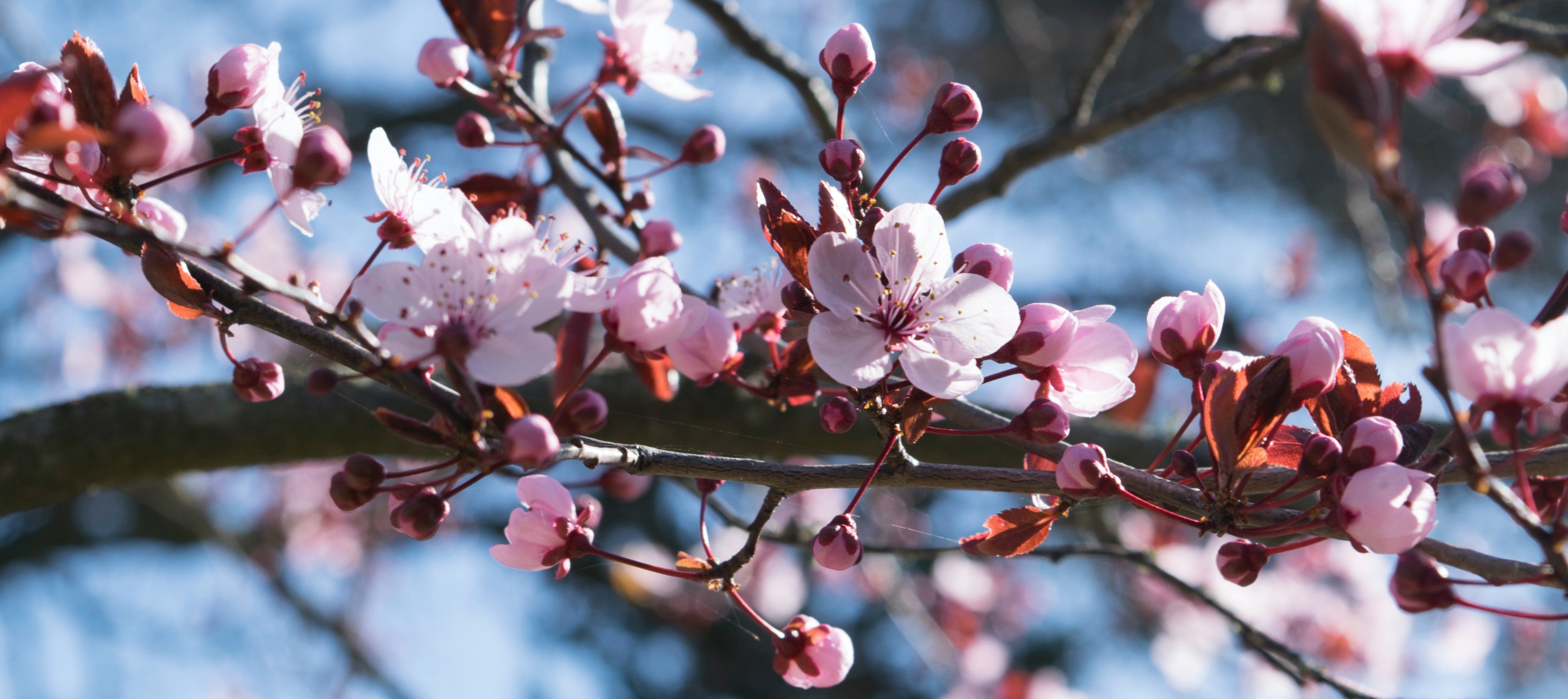 Kibou 331 : A new sakuras plantation in Japan – Dormeuil